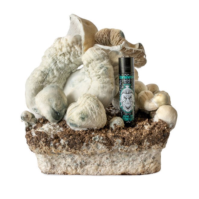 Melmac Monster - Cultivo líquido | Acid Shroomz - Zamnesia