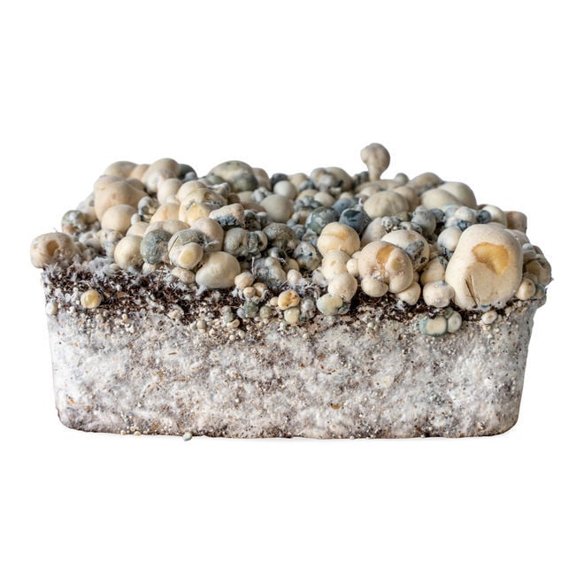 Melmac Monster - Cultivo líquido | Acid Shroomz - Zamnesia