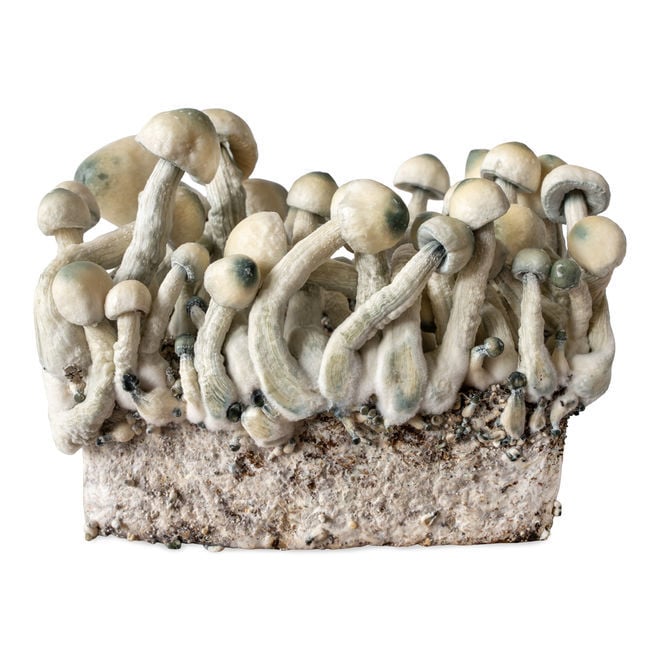 Melmac Monster - Cultivo líquido | Acid Shroomz - Zamnesia