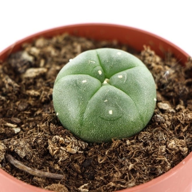 Peyote (Lophophora williamsii) - Zamnesia
