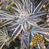 Cali Connection Seeds | Las Mejores Semillas De Marihuana Californiana ...
