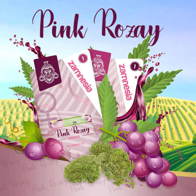 Pink Rozay Auto | Zamnesia Seeds - Zamnesia