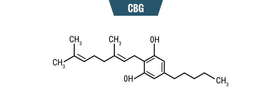 CBG Vs CBD: ¿En Qué Se Diferencian? - Zamnesia Blog