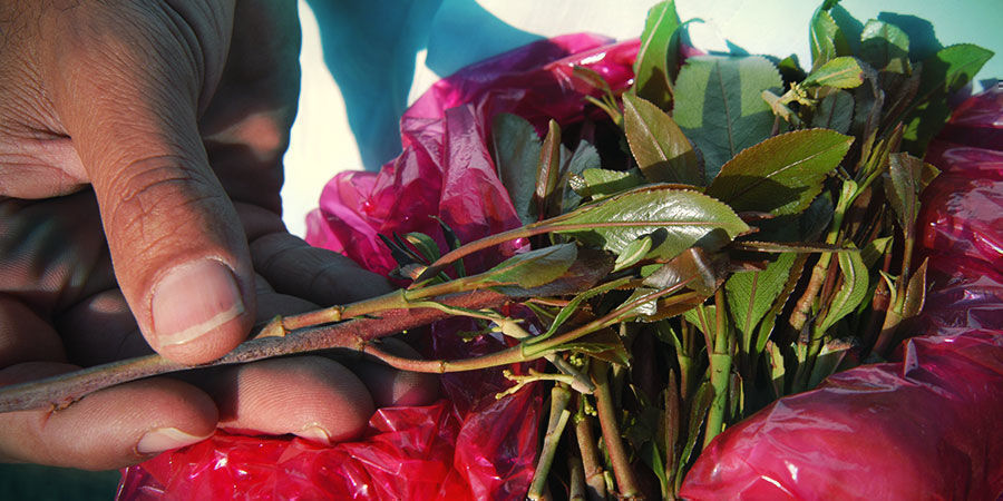Descubre Los Efectos Estimulantes Del Khat - Zamnesia Blog