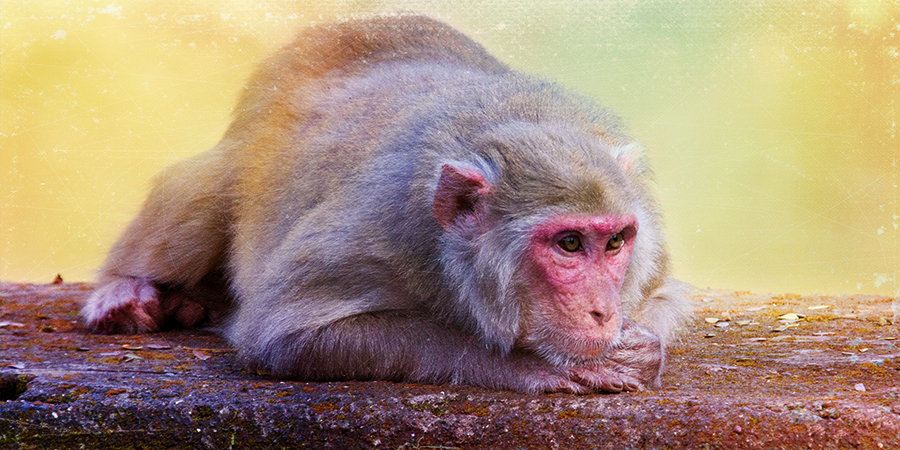 El Protocolo De Paul Stamets Pretende Ampliar La Función Cognitiva ...