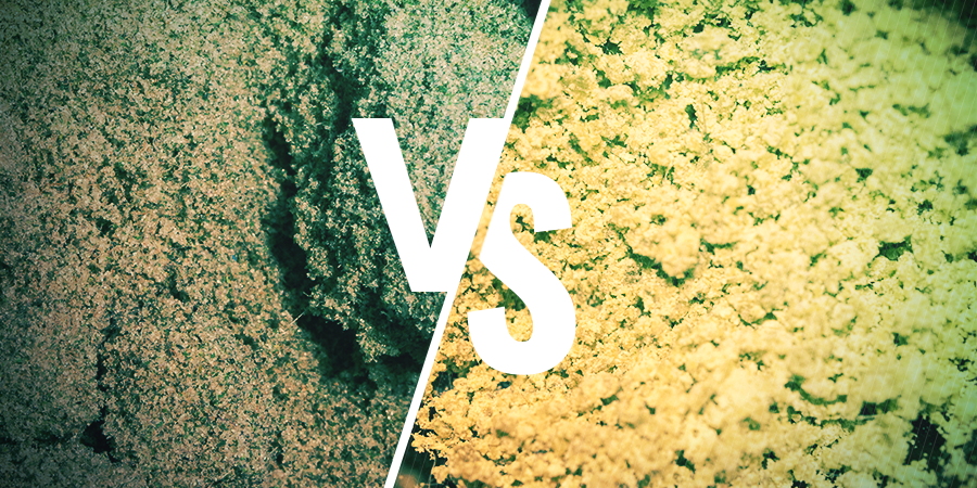 Cómo Hacer Hachís Dry Sift | Guía Paso A Paso - Zamnesia Blog