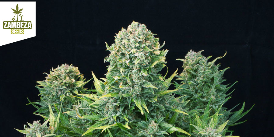 Las 10 Mejores Variedades De Marihuana Cheese - Zamnesia Blog