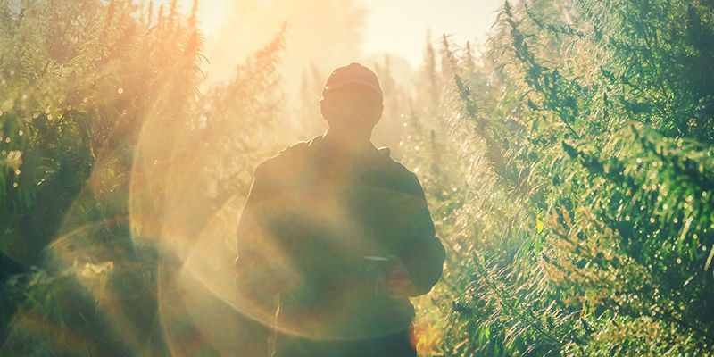 El Origen Del 420: Los Bebes Y Los Waldos - Zamnesia Blog