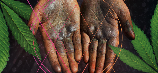 Cómo Hacer Hash - Zamnesia Blog