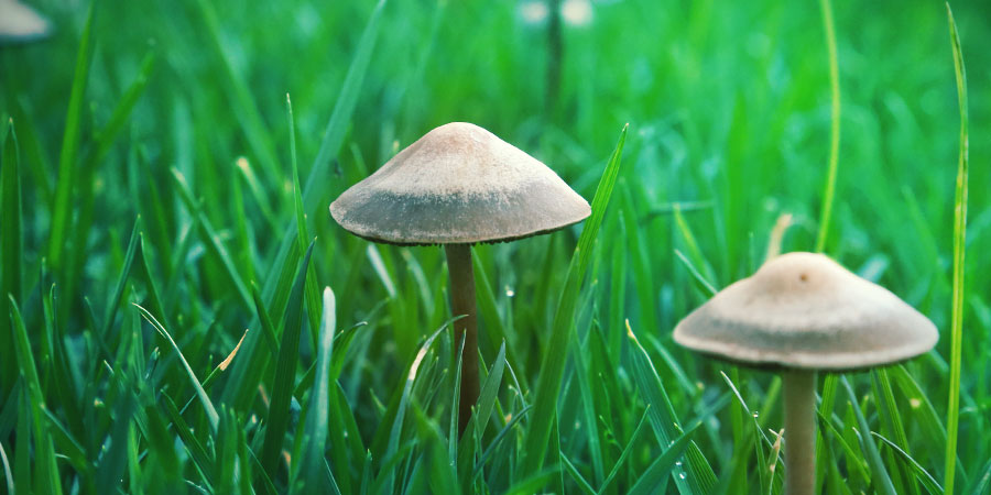 ¿Qué Es La Copelandia Cyanescens? - Zamnesia