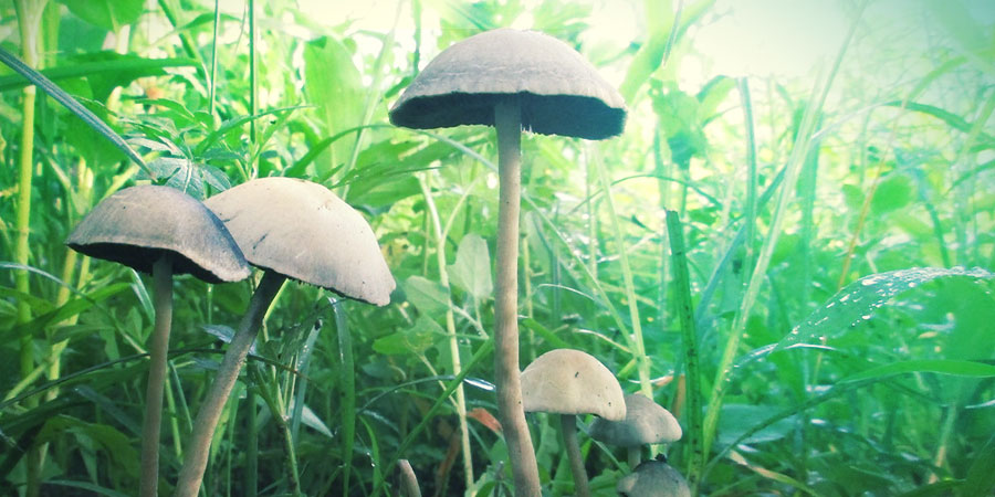 ¿Qué Es La Copelandia Cyanescens? - Zamnesia