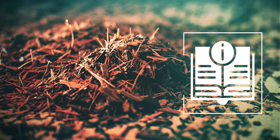 Catuaba: Todo Lo Que Debes Saber - Zamnesia