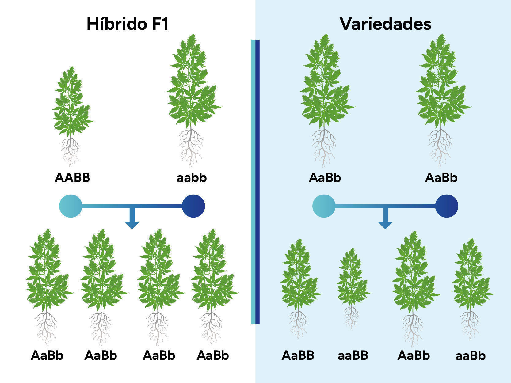 Marihuana Híbrida F1 - Zamnesia