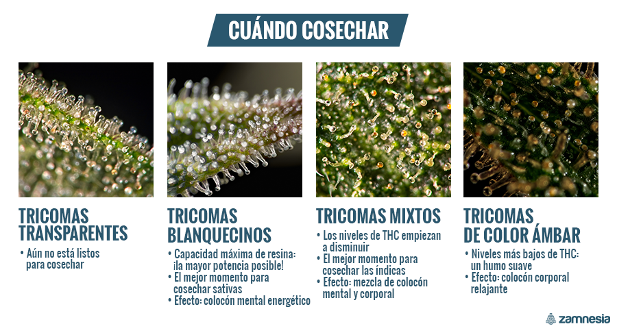 Todo Lo Que Debes Saber Sobre Los Tricomas - Cómo cultivar marihuana