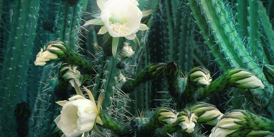 La Guía Definitiva Sobre los Cactus de Mescalina - Zamnesia